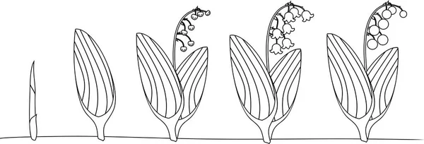 Coloring Page Life Cycle Pepper Plant Growth Stages Seed Flowering Stock Vector by ©mariaflaya ...