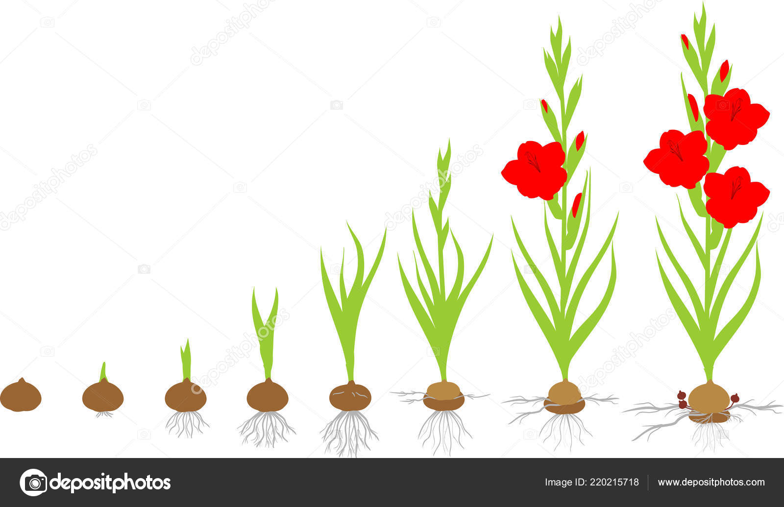 Levenscyclus Van Planten Levenscyclus (zaadplanten) Wikipedia