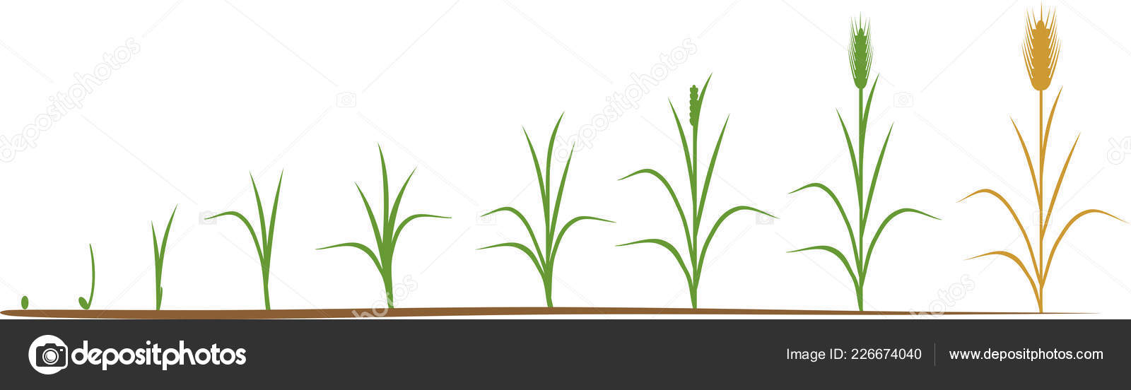 Rye Life Cycle Stages Growth Seed Mature Rye Plant Stock Vector Image ...
