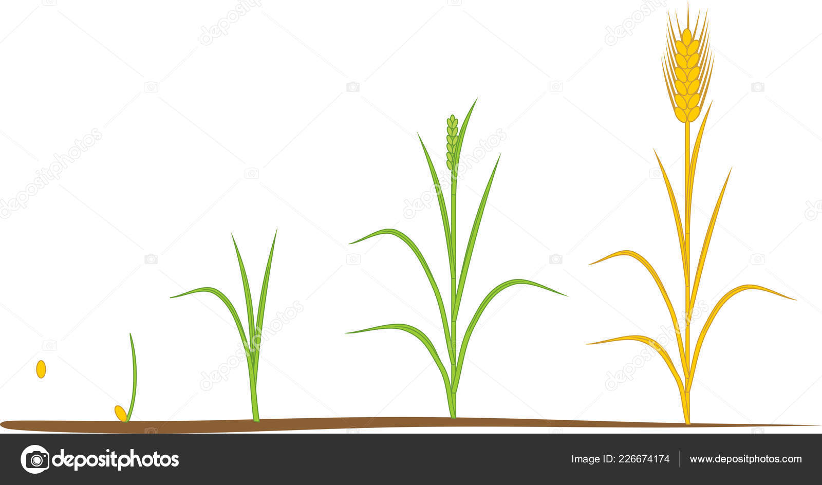 Rye Life Cycle Stages Growth Seed Mature Rye Plant Stock Vector Image By ©mariaflaya 226674174