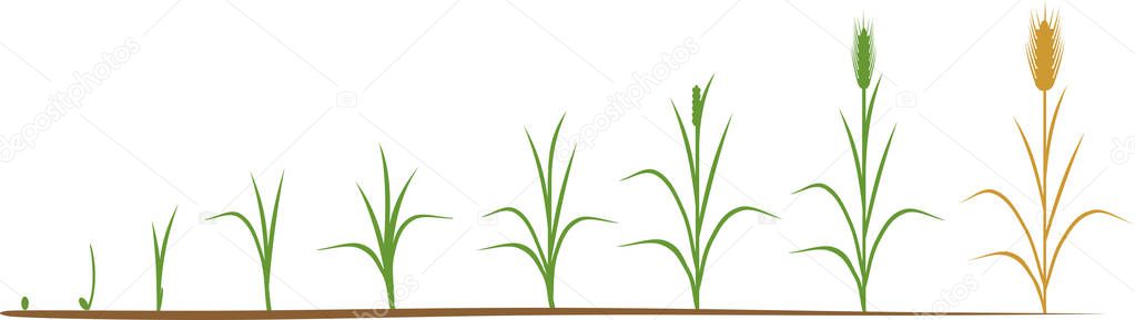 Ciclo de vida del centeno. Etapas de crecimiento de la semilla a la ...