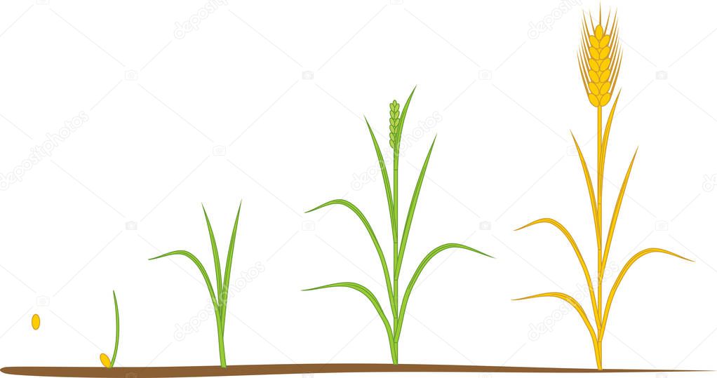 Ciclo de vida del centeno. Etapas de crecimiento de la semilla a la ...