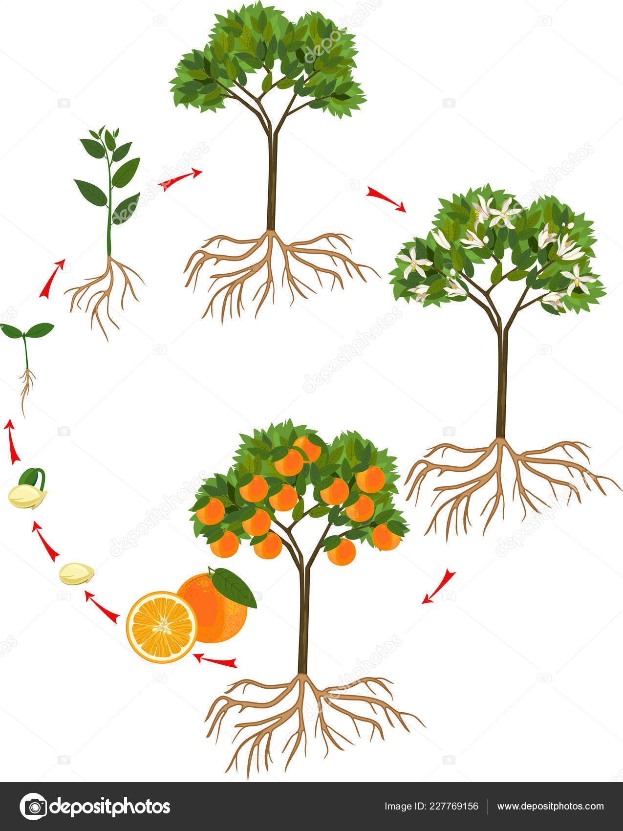 Life Cycle Orange Tree Stages Growth Seed Sprout Adult Plant Stock ...