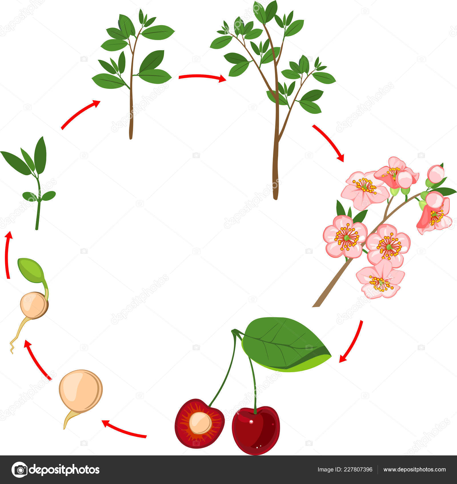 Life Cycle Cherry Tree Plant Growth Stage — Stock Vector © mariaflaya ...