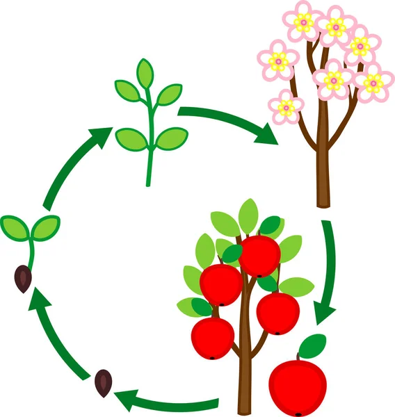 Life Cycle Apple Tree Plant Growth Stage Seed Tree Fruits Stock Vector ...