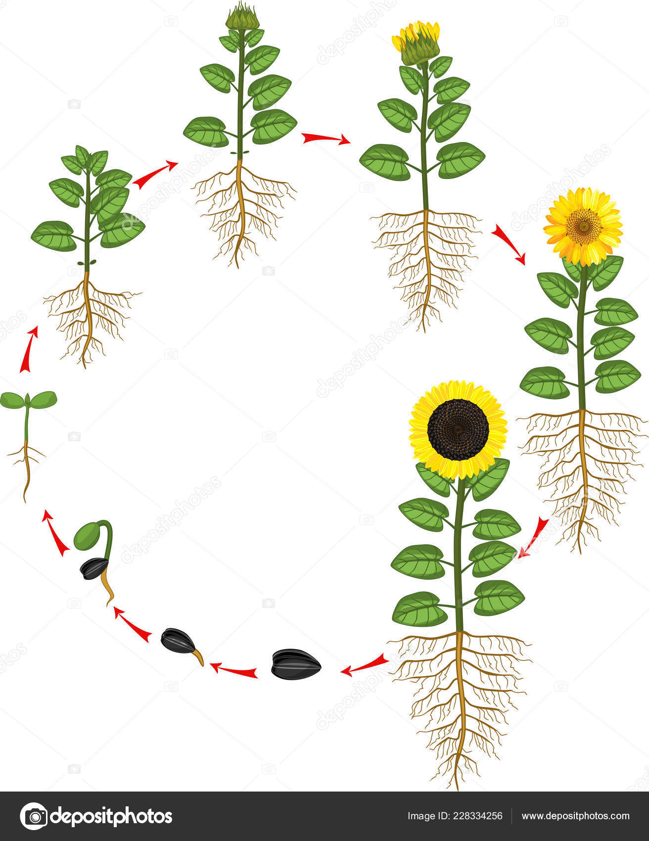 Development Of Fruit In Flowering Plants At Cecil Burton Blog