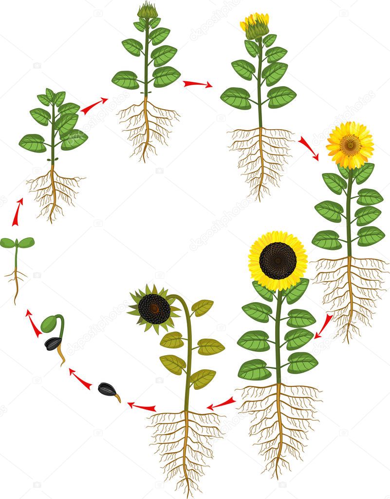 Ciclo de vida del girasol. Etapas de crecimiento desde la semilla hasta ...