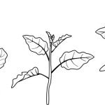 Coloring Page Life Cycle Pepper Plant Growth Stages Seed Flowering Stock Vector Image by ...