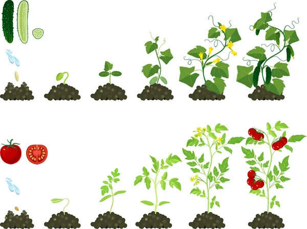 100,000 Tomato life cycle Vector Images | Depositphotos