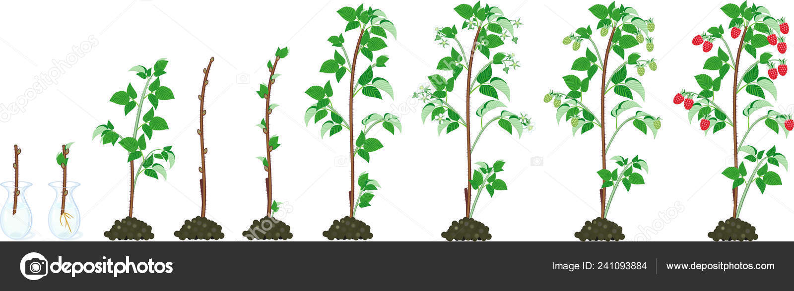 Two Year Life Cycle Raspberry Isolated White Background Growth Stages ...