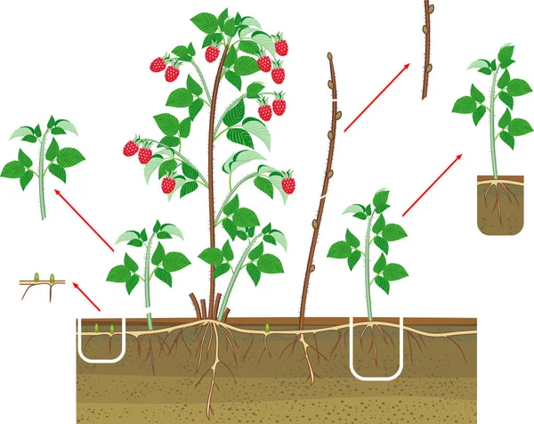 Parts Plant Morphology Raspberry Shrub Berries Green Leaves Root System ...