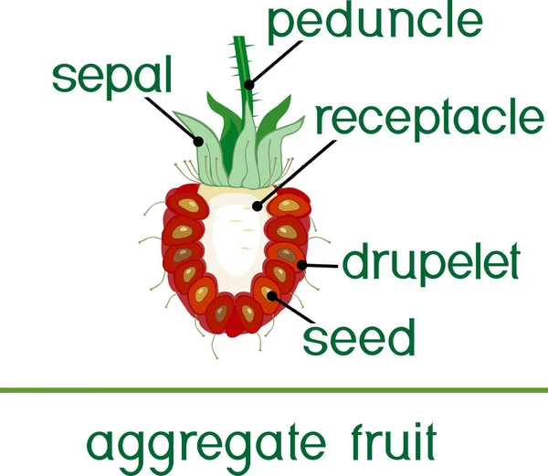 Raspberry Plant Diagram