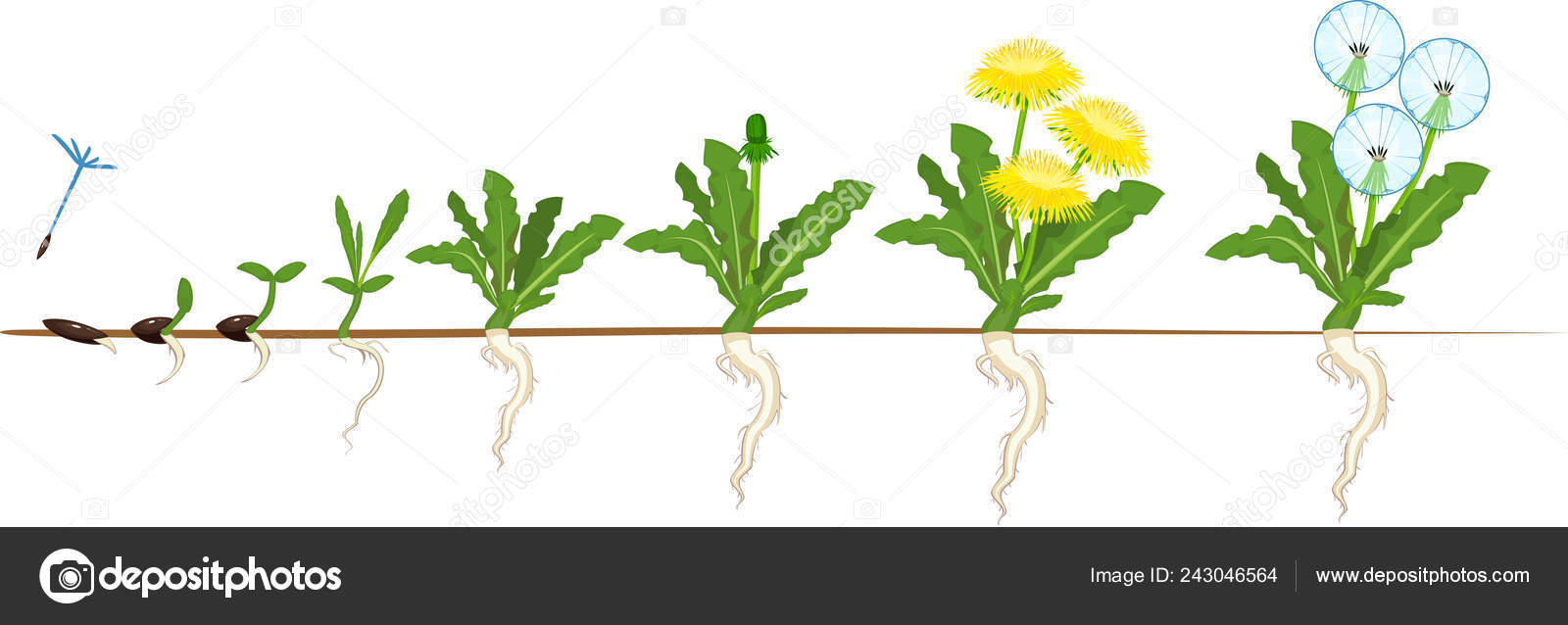Dandelion Life Cycle