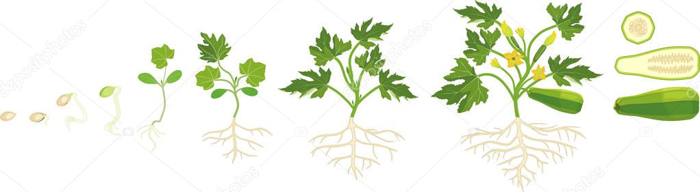 Ciclo de vida de la planta de calabacín. Etapas de crecimiento desde la ...