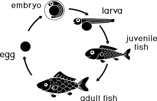 Life Cycle Fish Sequence Stages Development Fish Egg Roe Adult Stock ...