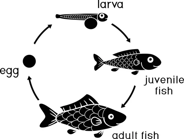 Life Cycle Fish Sequence Stages Development Fish Egg Roe Adult Stock ...