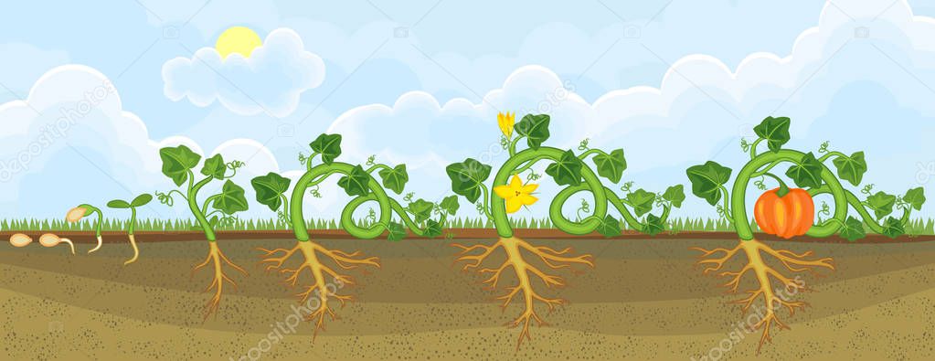 Ciclo de vida de la planta de calabaza. Etapas de crecimiento desde la ...