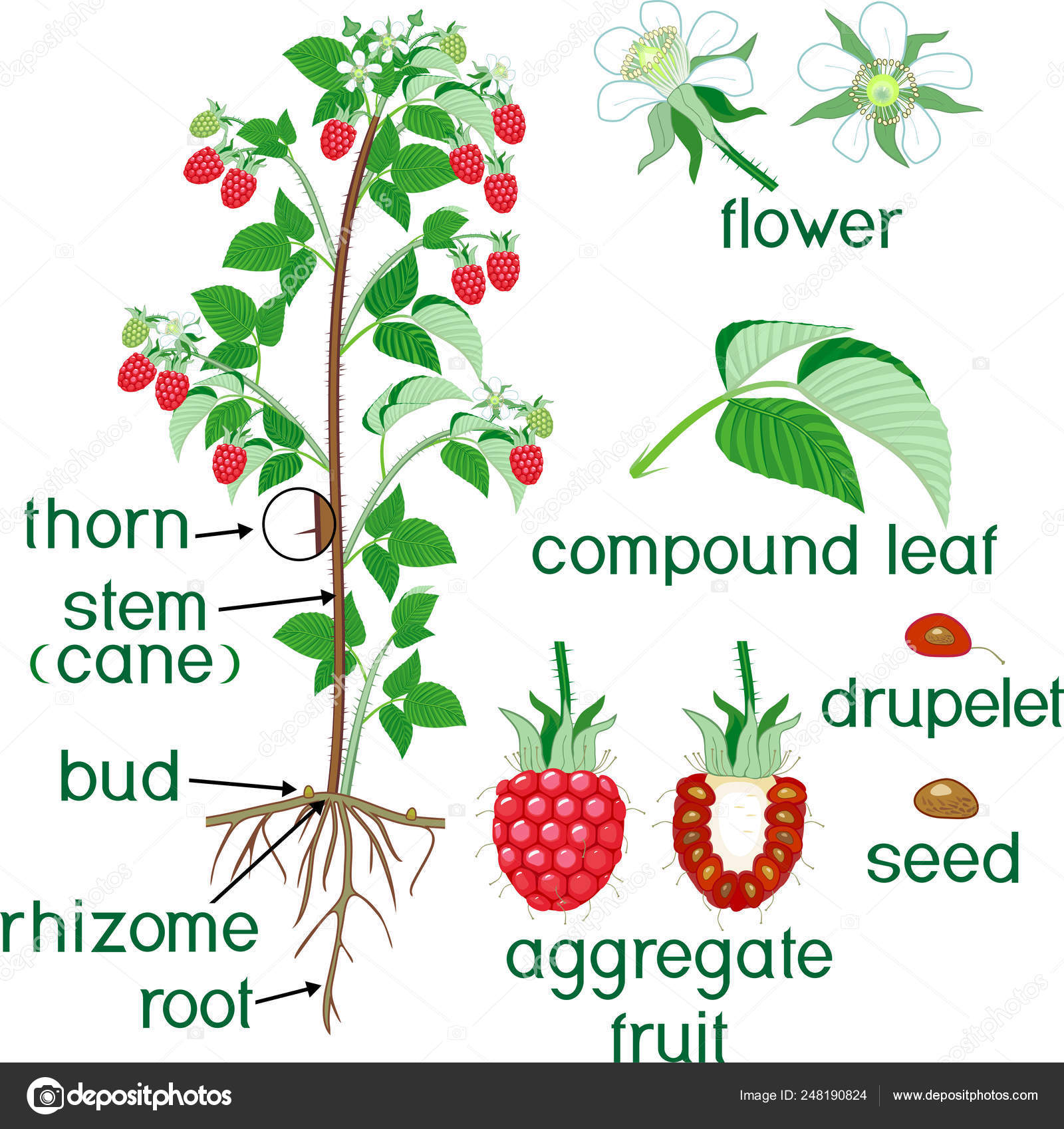 Raspberry Plant Diagram