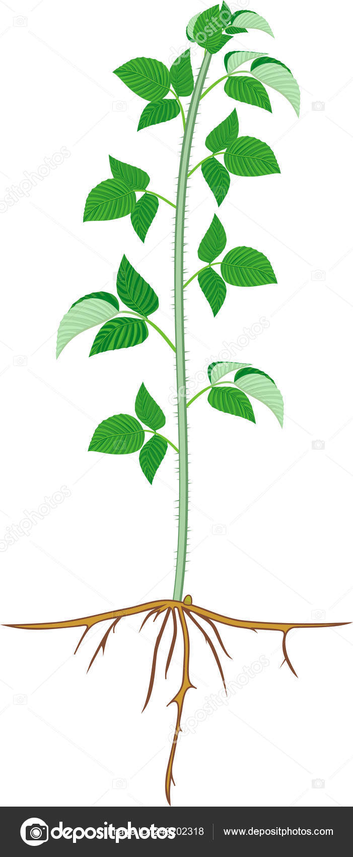 Raspberry Plant Diagram