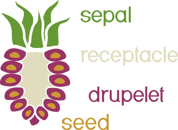 Sepal Stock Vectors, Royalty Free Sepal Illustrations | Depositphotos®