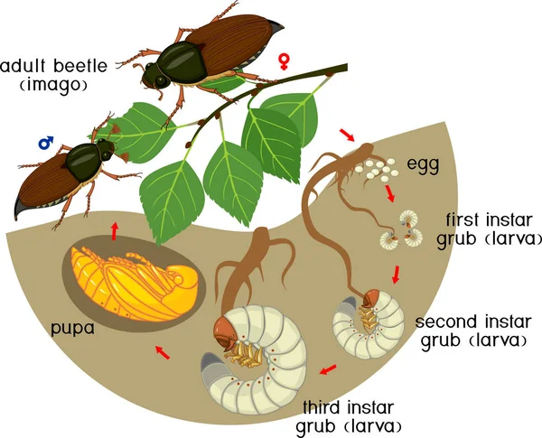 Fases Do Ciclo De Vida Da Mosca Da Fruta