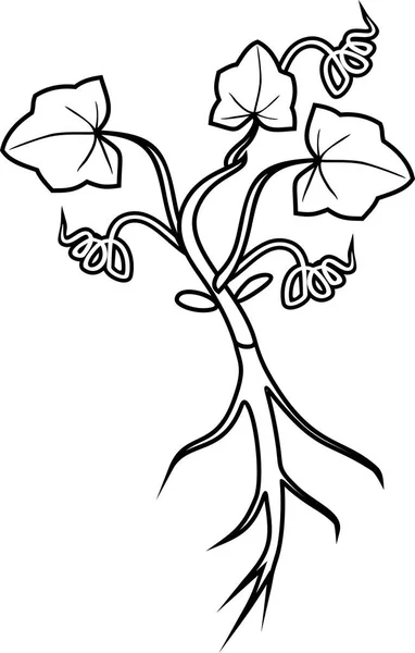 Soybean Plant — Stock Vector © cteconsulting #3990833