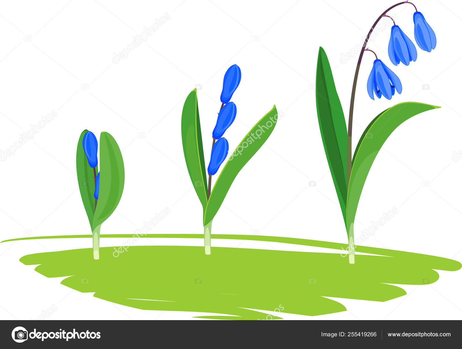 Life Cycle Of A Bluebell Flower | Best Flower Site