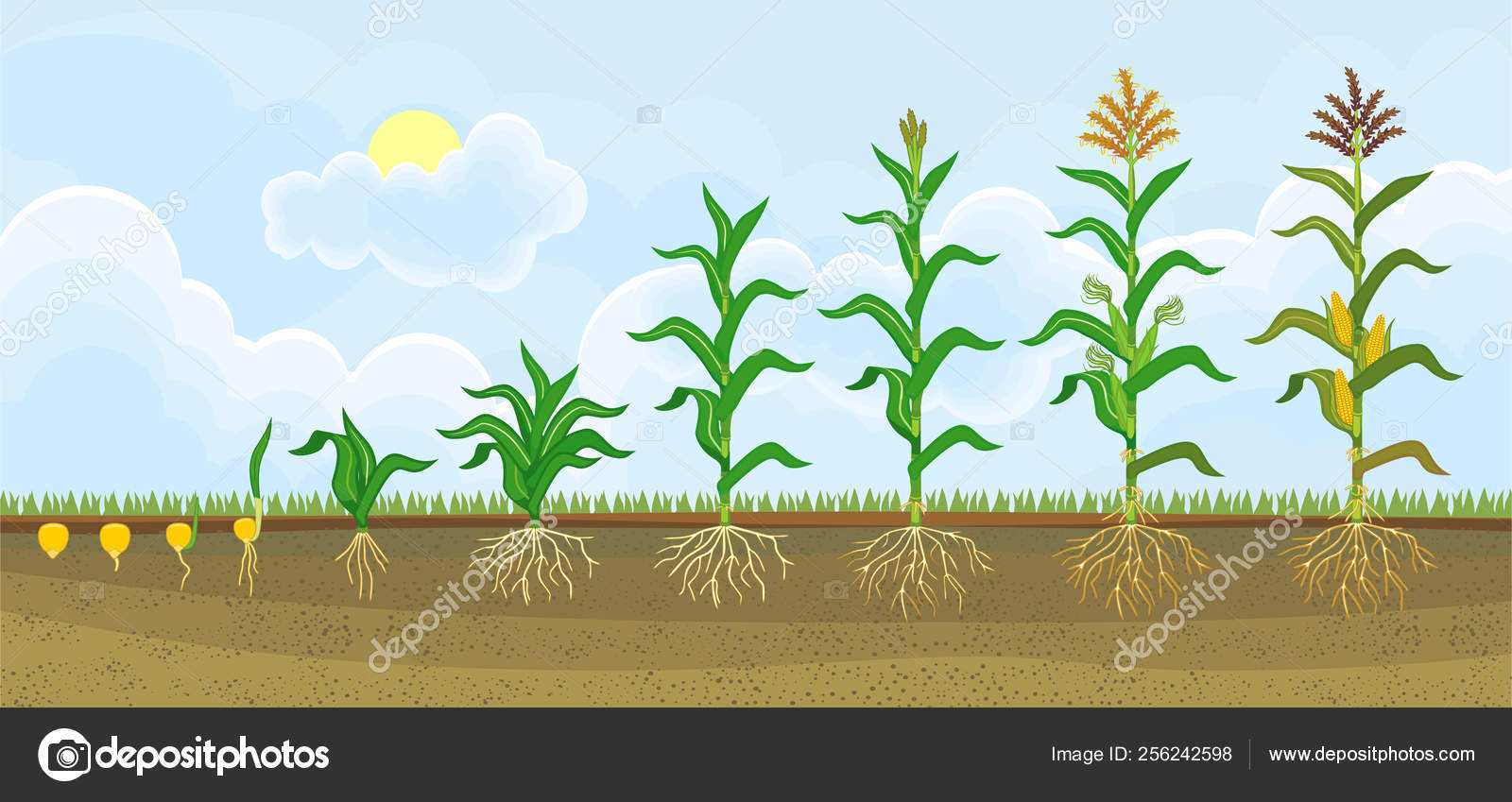 Corn Plant In Different Growth Stages at David Headrick blog