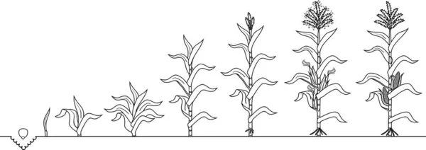 Dibujo Para Colorear Con Ciclo Vida Planta Maíz Maíz Etapas Vector de ...