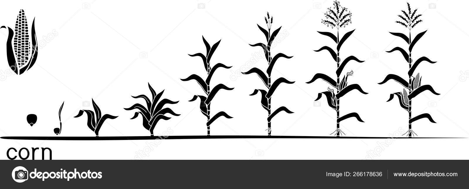 Life Cycle Corn Maize Plant Growth Stages Seed Flowering Fruiting Stock ...