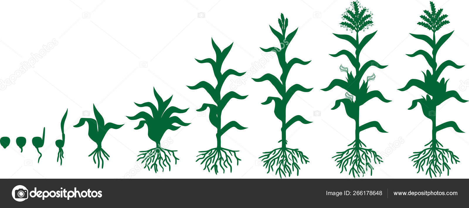 Corn Plant Growth Stages Growing Corn | SDSU Extension