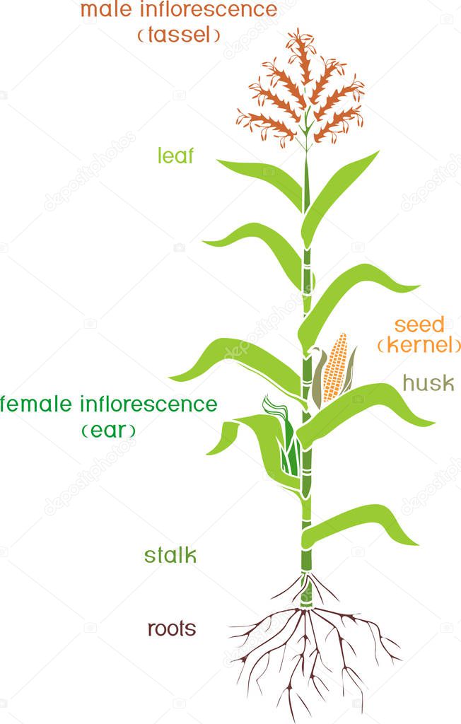 Partes de la planta. Morfología del maíz (maíz) planta con hojas verdes ...