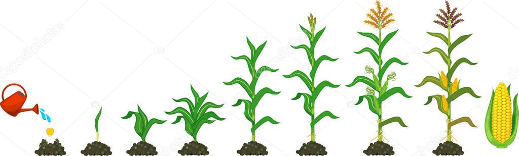 Life Cycle Of Sweet Corn