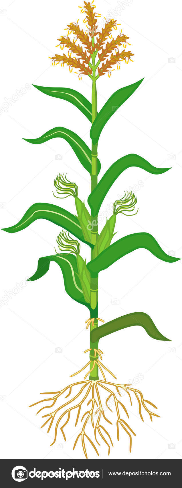 Maize Plant Roots