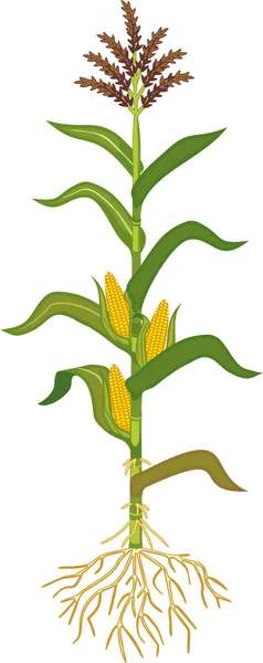 Parts Plant Morphology Corn Maize Plant Green Leaves Root System ⬇ ...