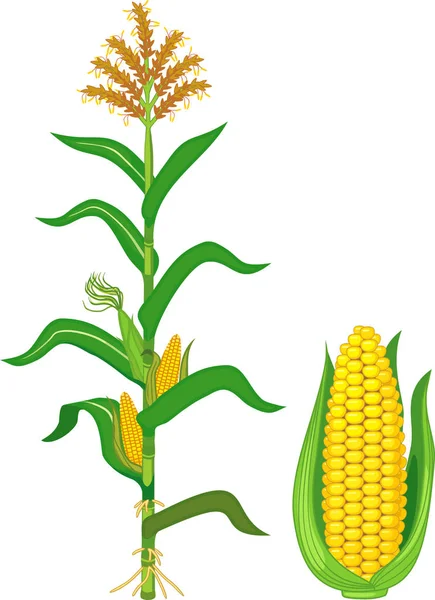 Corn Plant Clip Art