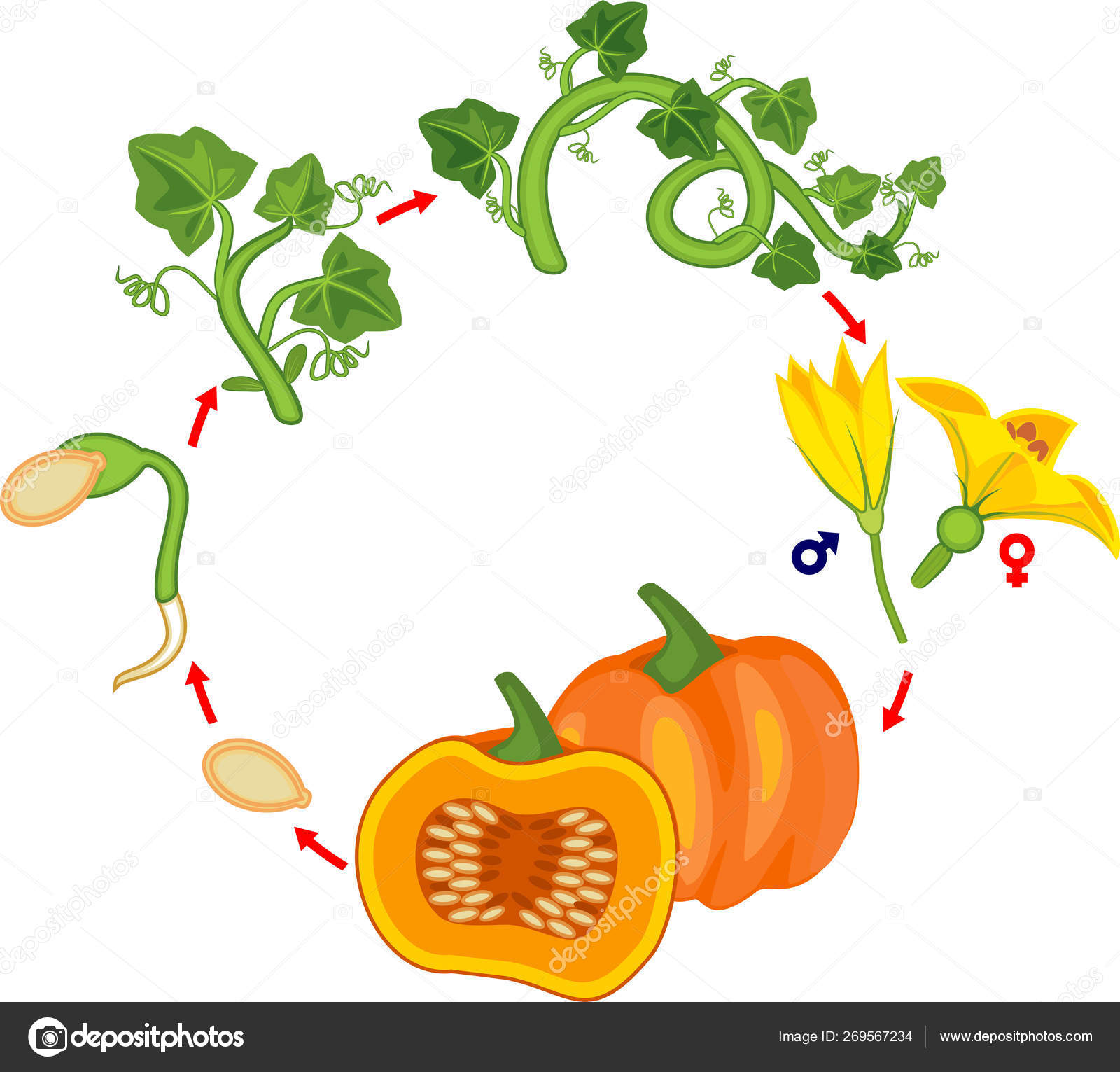 Etapas De Crecimiento De Las Plantas De Calabaza