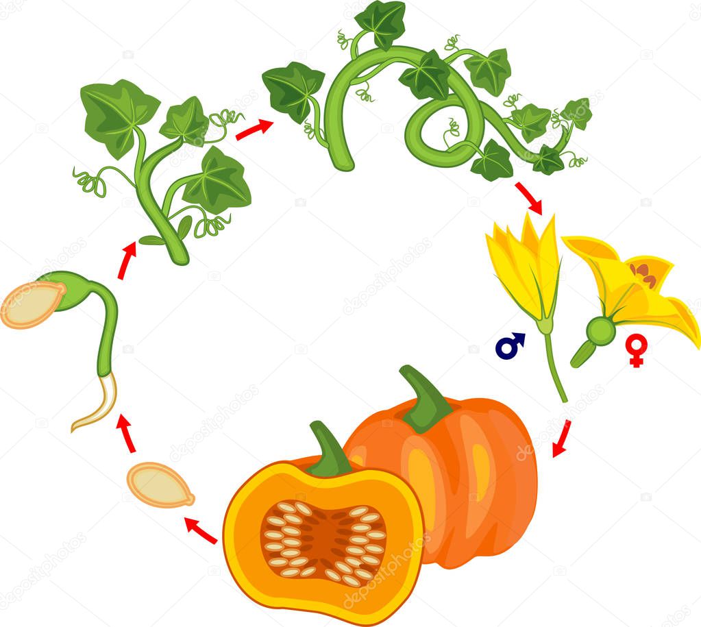 Hoja De Trabajo Sobre El Ciclo De Vida De La Calabaza Partes De Una