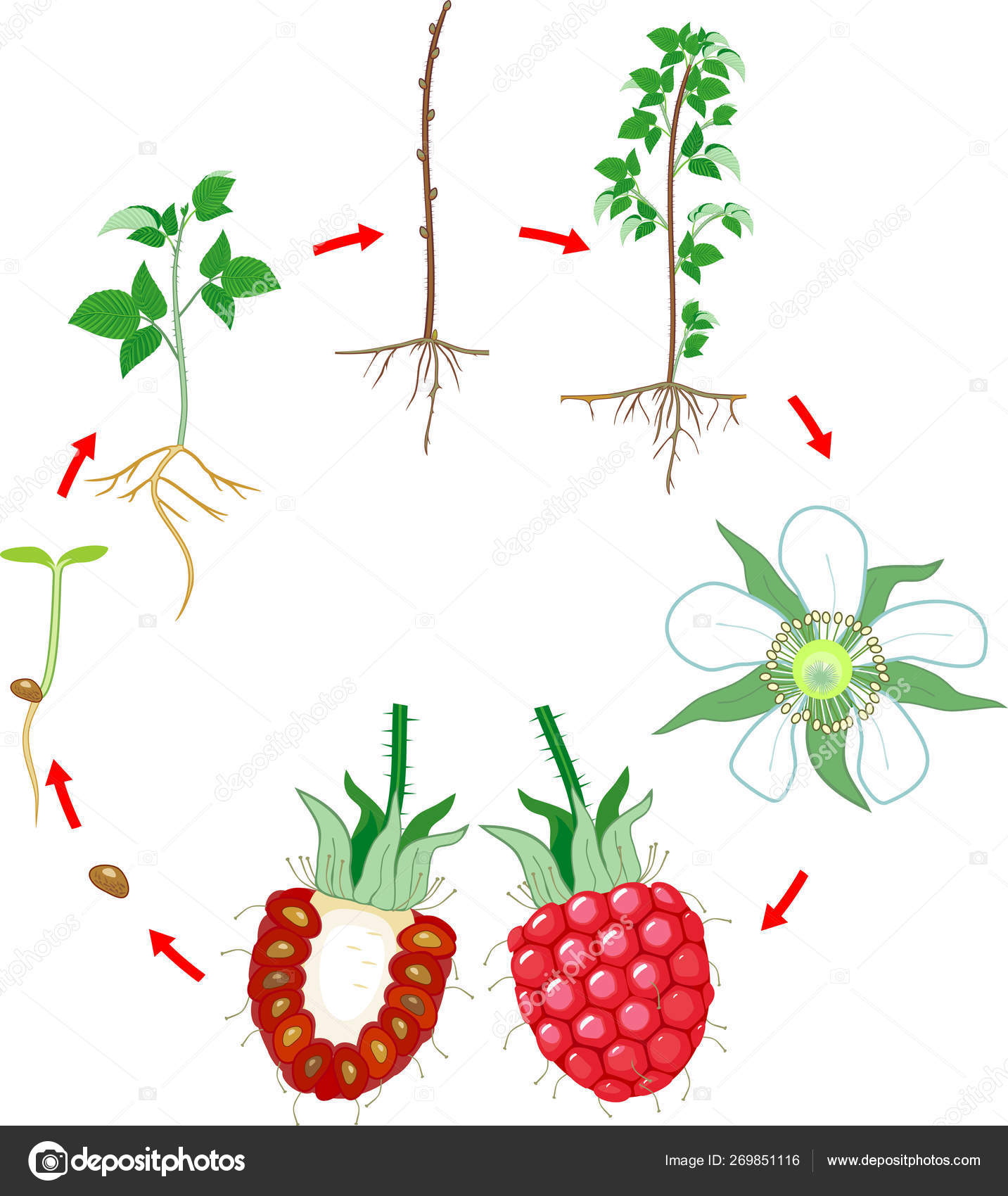 Ciclo Vida Dos Años Frambuesa Aislada Sobre Fondo Blanco Etapas Vector ...