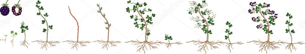 94 Rubus fruticosus Vector Images, Rubus fruticosus Illustrations ...
