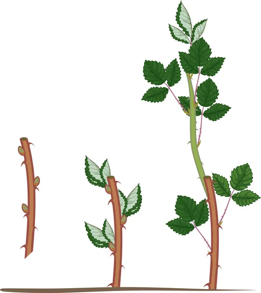 Layering Reproduction