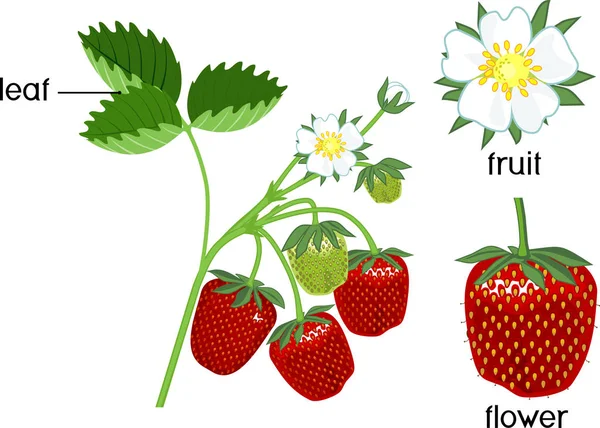 Parts Plant Morphology Strawberry Plant Green Leaves Red Berries Root ...