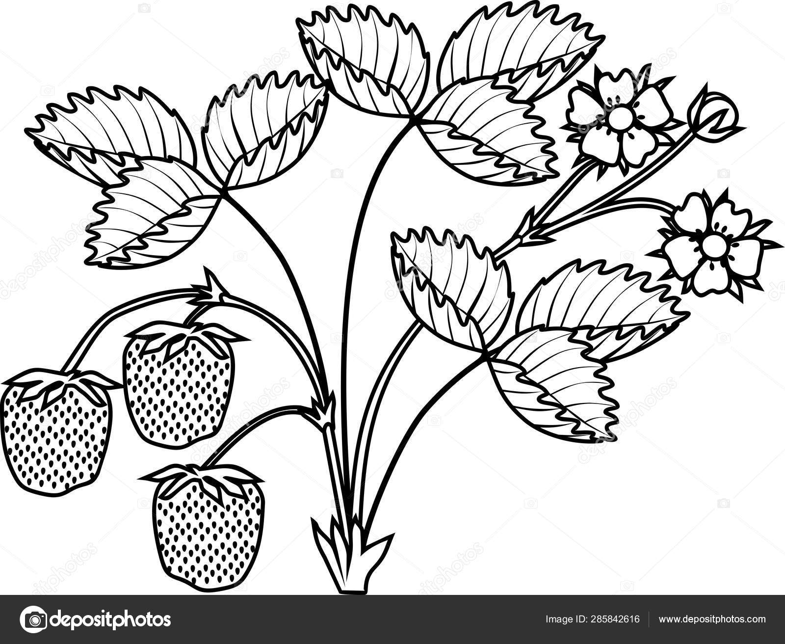 Coloring Page Strawberry Plant Leaves Flowers Ripe Berries Stock Vector ...