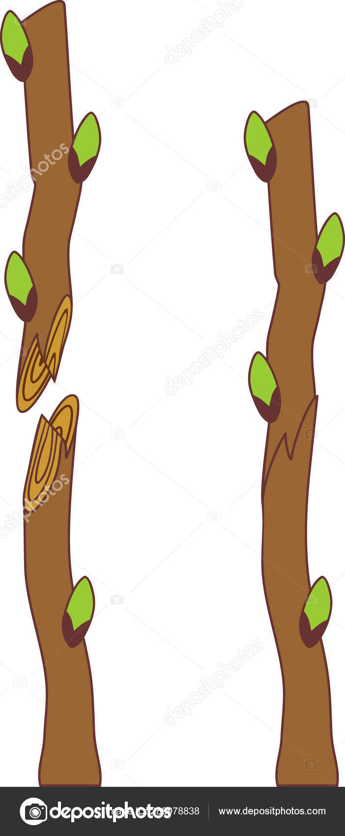 Spring Grafting Tree Whip Tongue Graft Stock Vector Image by ...