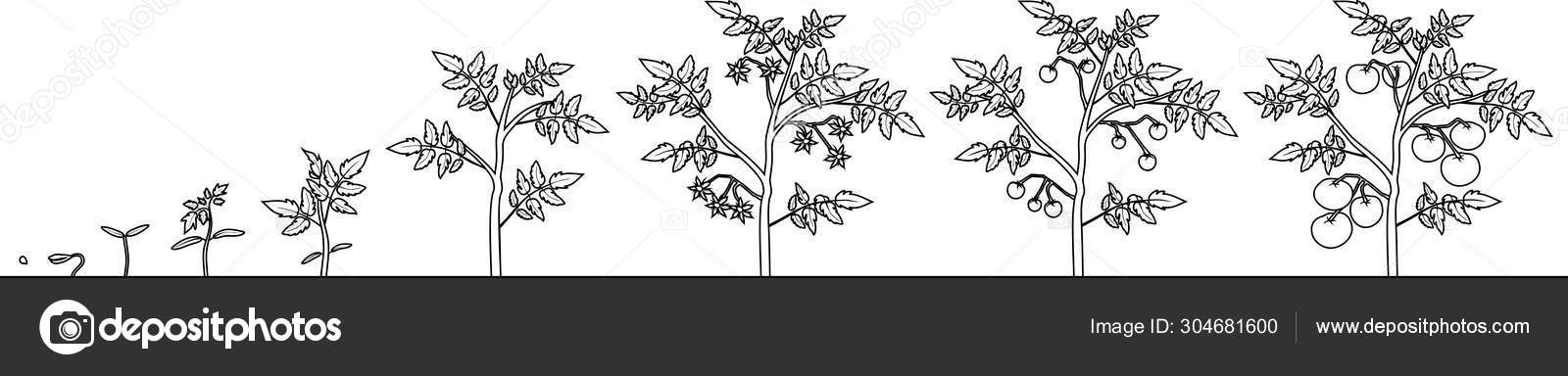 Coloring Page Life Cycle Tomato Plant Growth Stages Seed Flowering — Stock Vector © mariaflaya ...