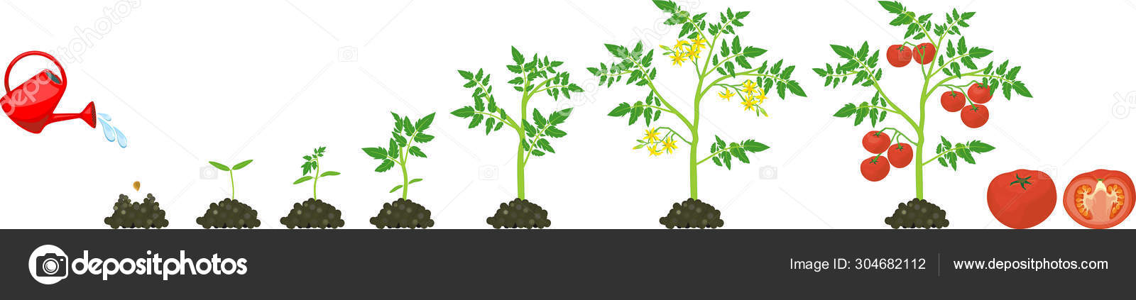 Life Cycle Tomato Plant Growth Stages Seed Flowering Fruiting Plant ...