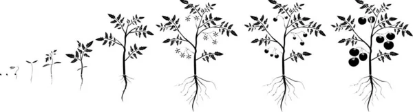 Coloring Page Life Cycle Pepper Plant Growth Stages Seed Flowering Stock Vector Image by ...