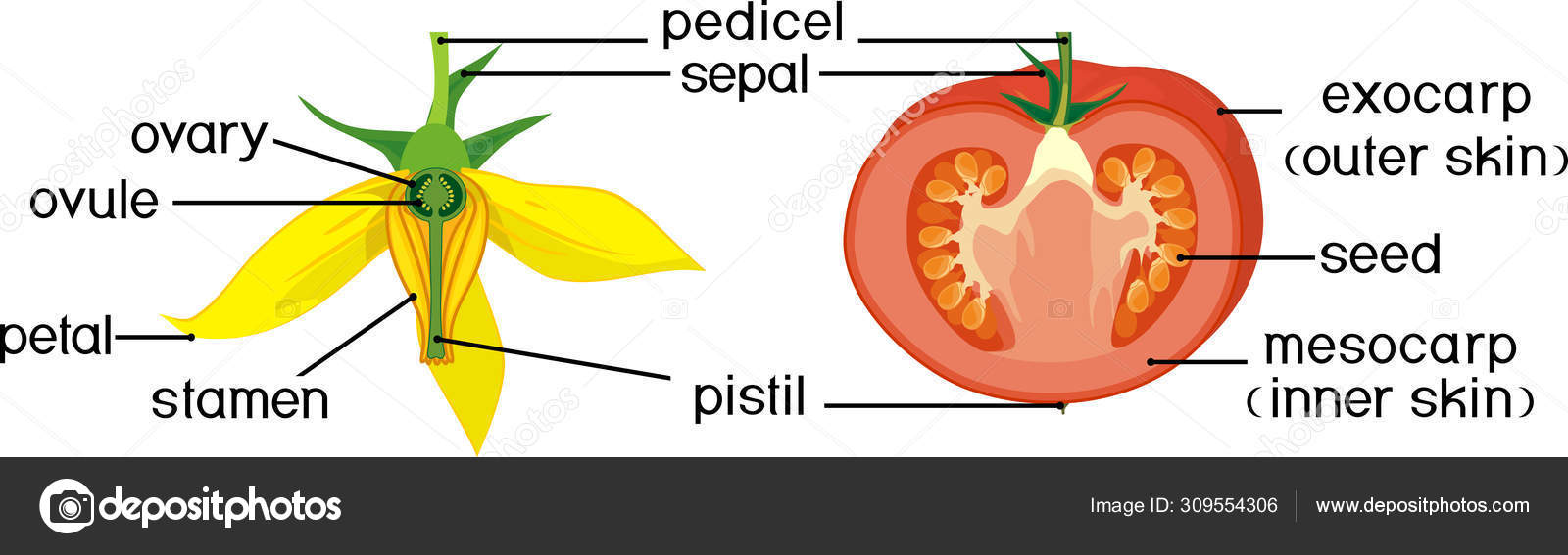 Tomato Flower Diagram