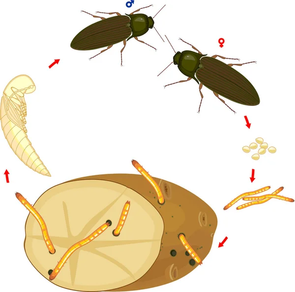 Life Cycle Click Beetle Wireworm Sequence Stages Development Click ...