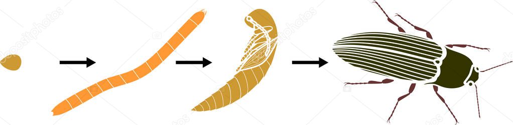 Ciclo de vida del escarabajo Click (wireworm). Secuencia de etapas de ...